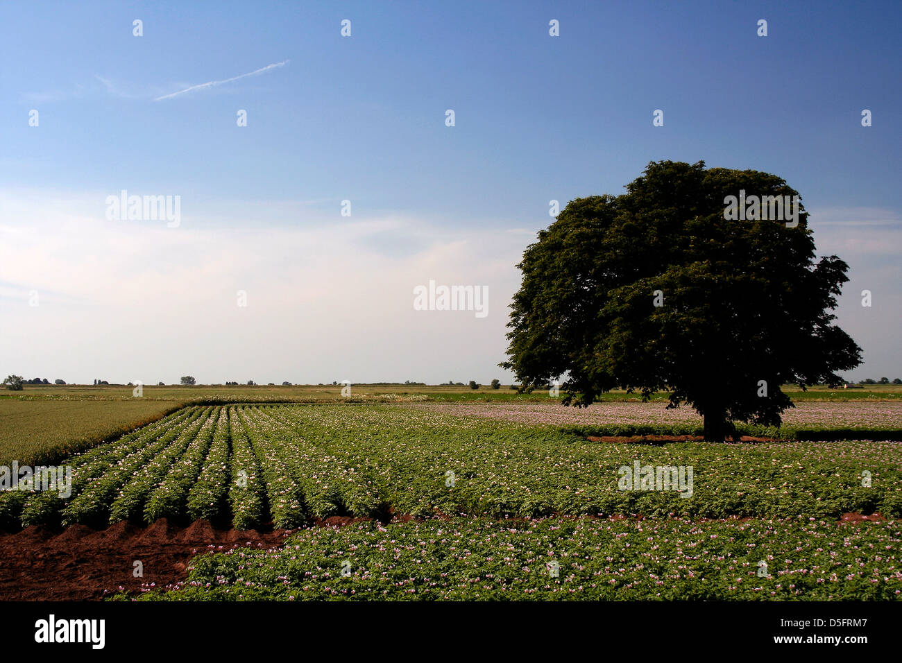 Fenland fields near wisbech hi-res stock photography and images - Alamy