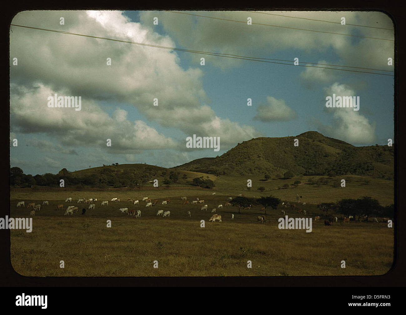 A pastoral scene of a cattle farm near Christiansted on St. Croix in ...