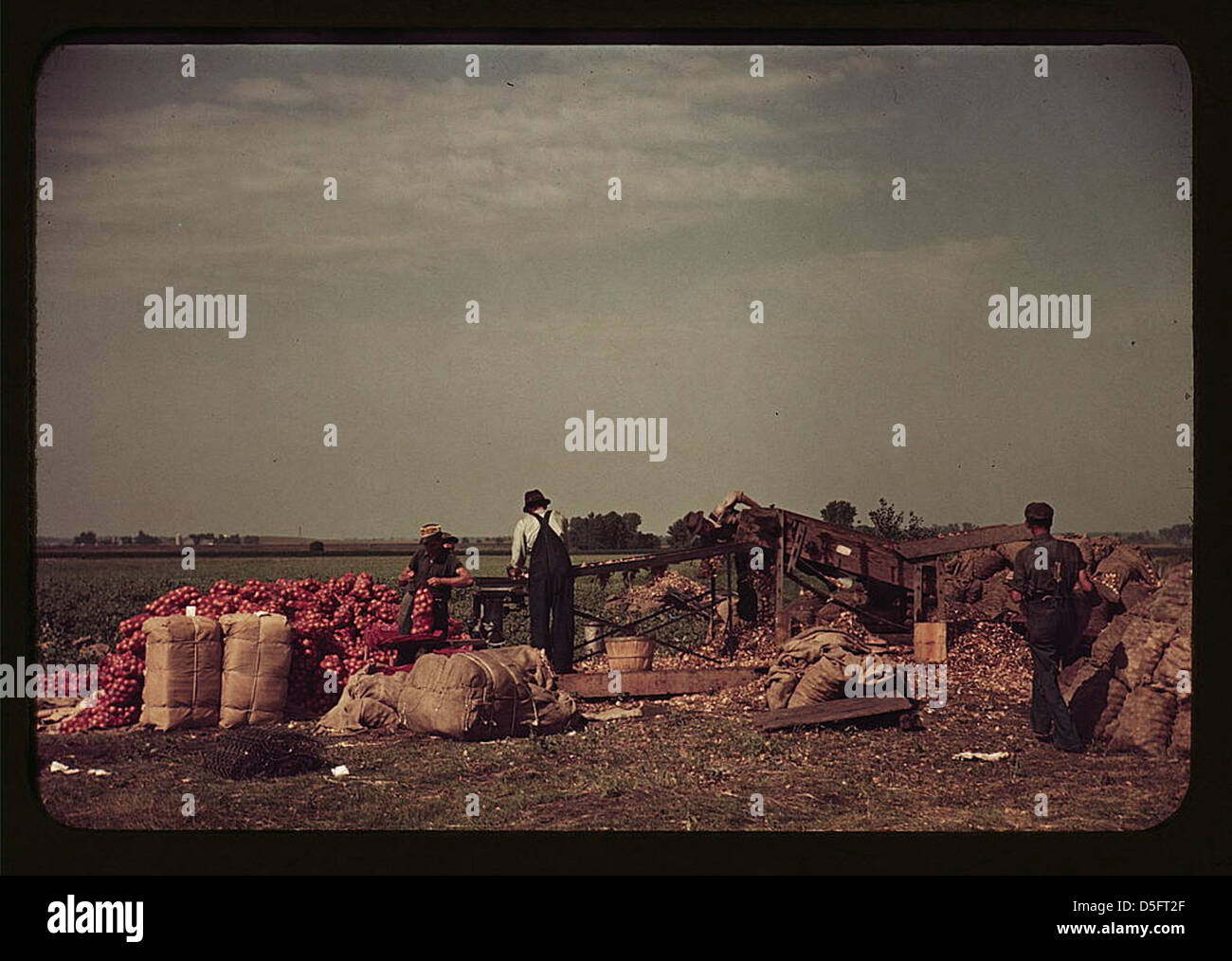 This photograph captures agricultural workers in Rice County, Minnesota ...