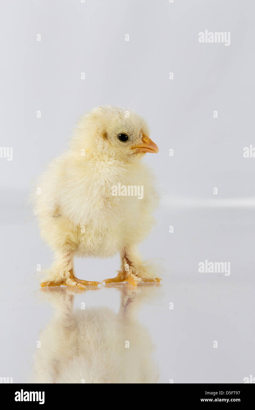Beautiful chicken photograph hi-res stock photography and images - Alamy