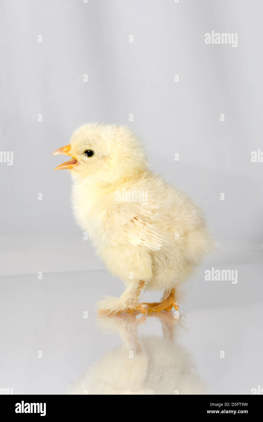 Beautiful chicken photograph hi-res stock photography and images - Alamy