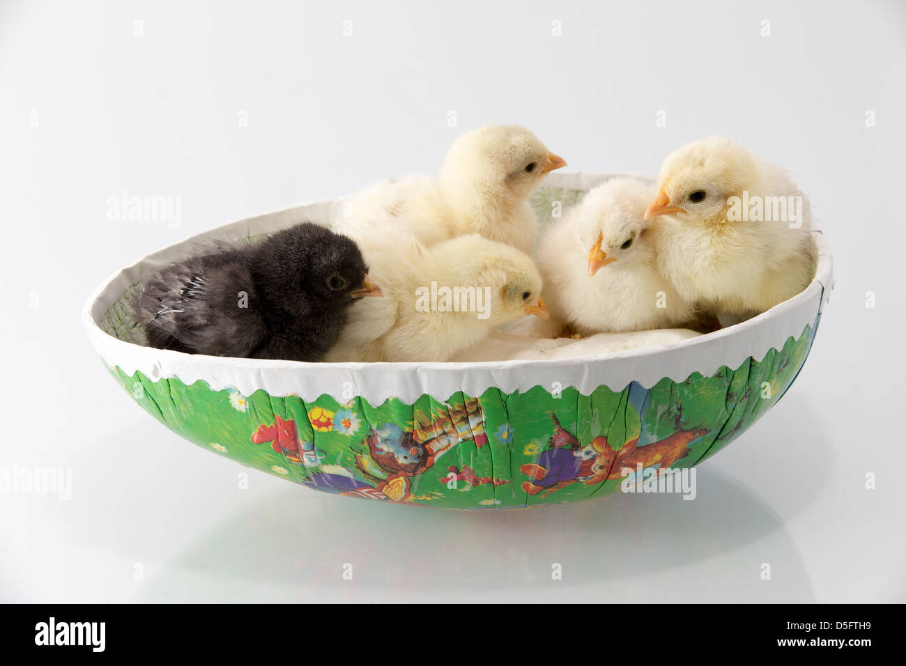 Baby Chickens in a Easter egg Stock Photo - Alamy