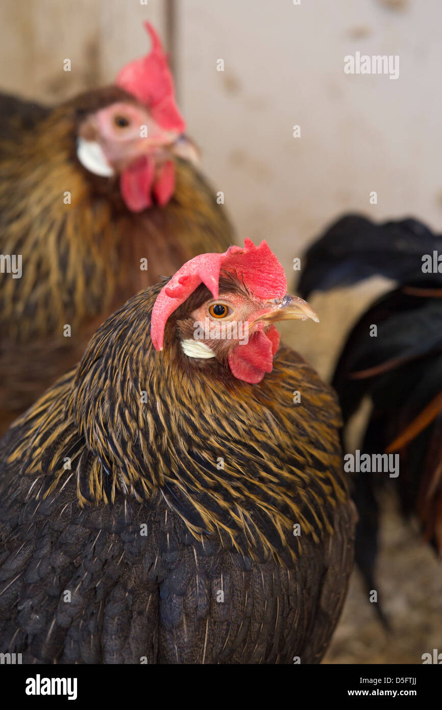 Two chickens, Norway Stock Photo - Alamy