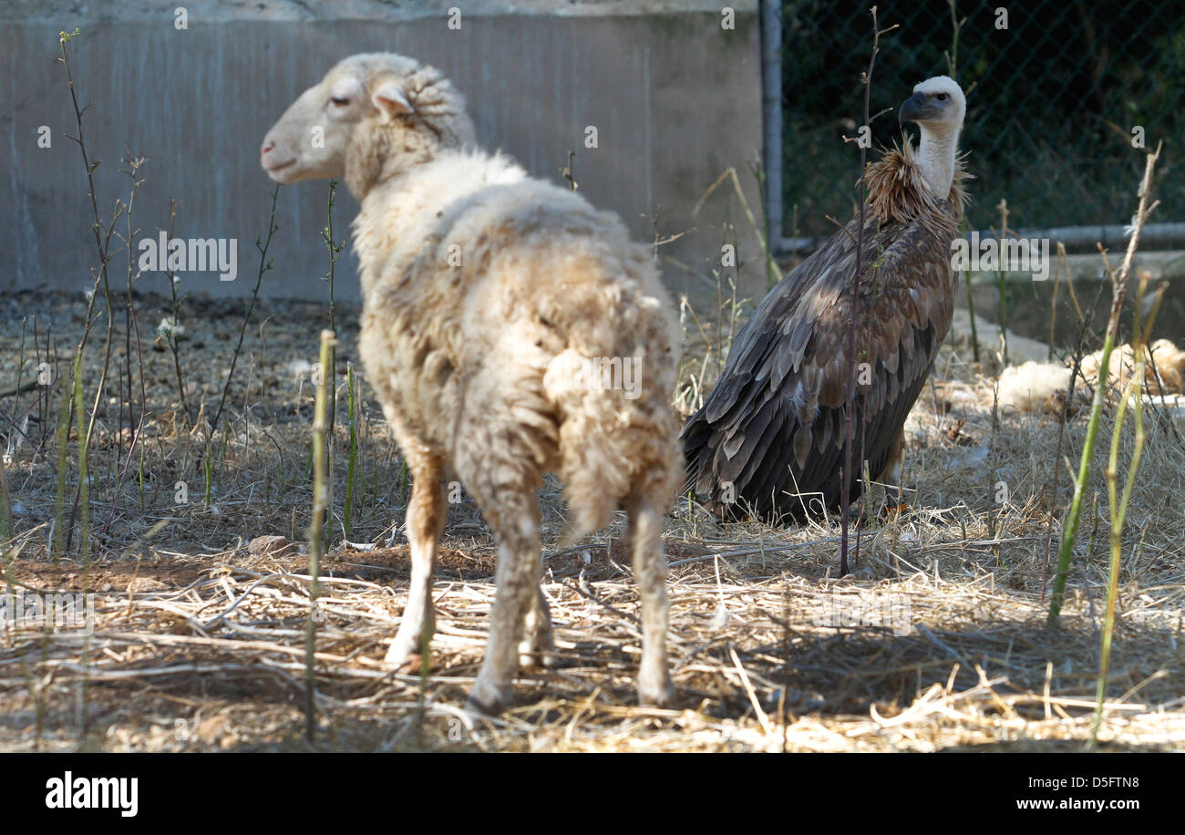 A griffon vulture watch a sheep at his enclosure on a Vultures ...