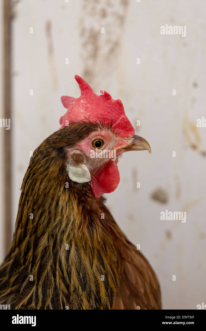 A chicken, Norway Stock Photo - Alamy