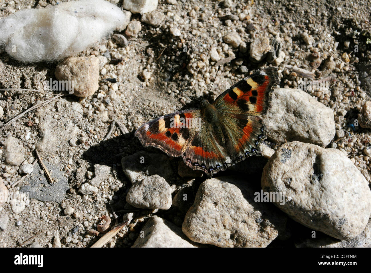 Himalayan butterfly hi-res stock photography and images - Alamy