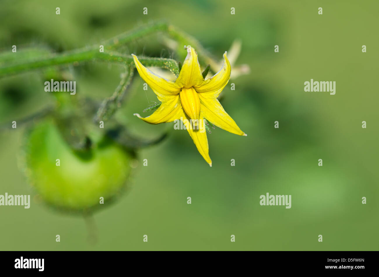 Tomato plant flower hi-res stock photography and images - Alamy