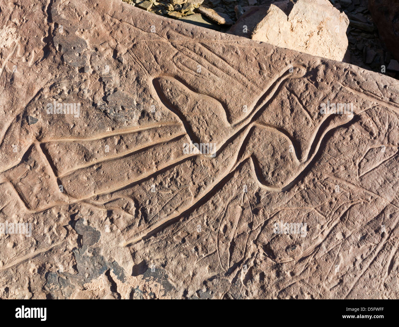 Prehistoric rock carvings at Aman Ighribin on the Tata to Akka road in ...