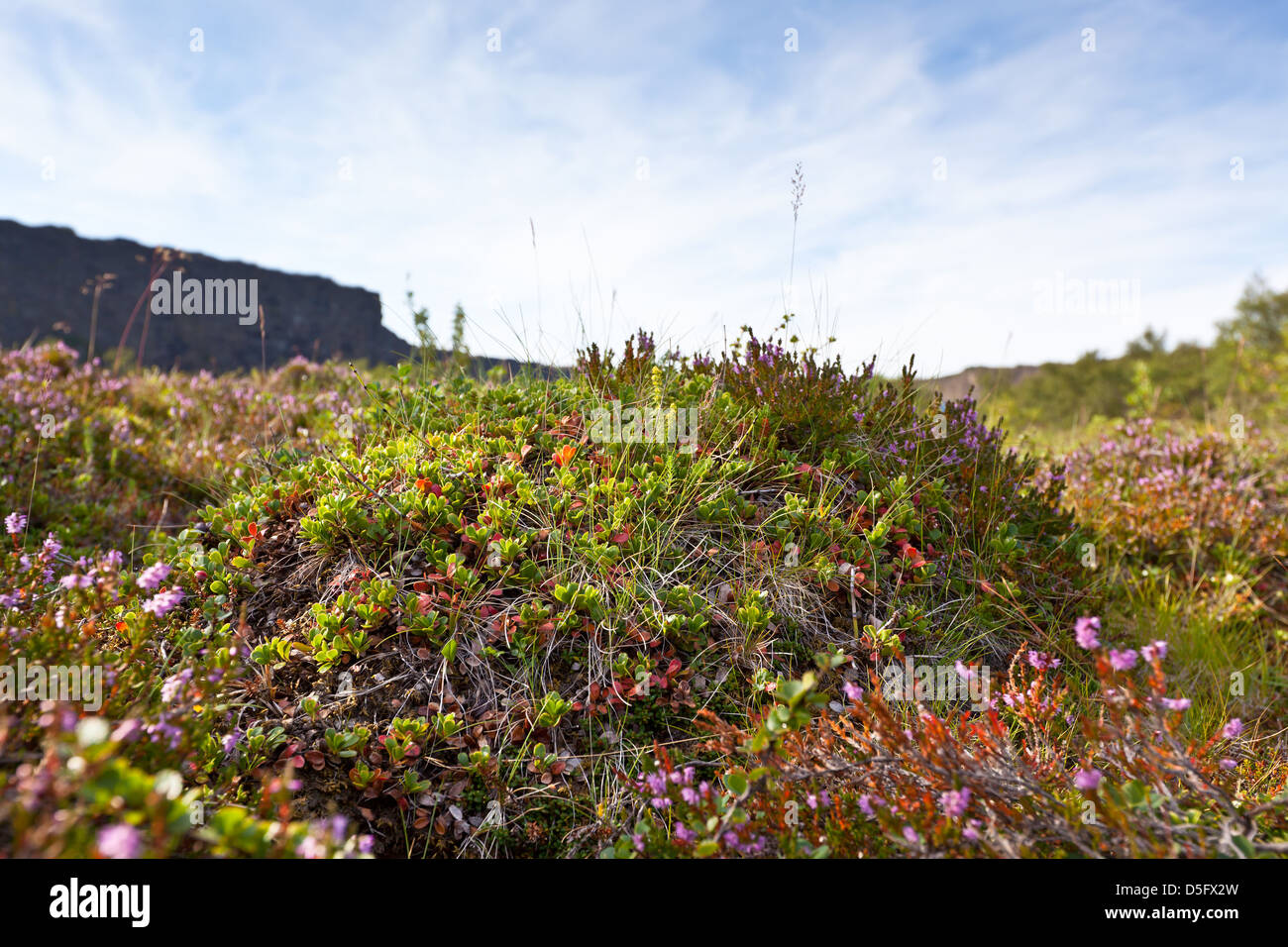 Iceland field closeup at summer. Blue sky as background. Horizontal ...