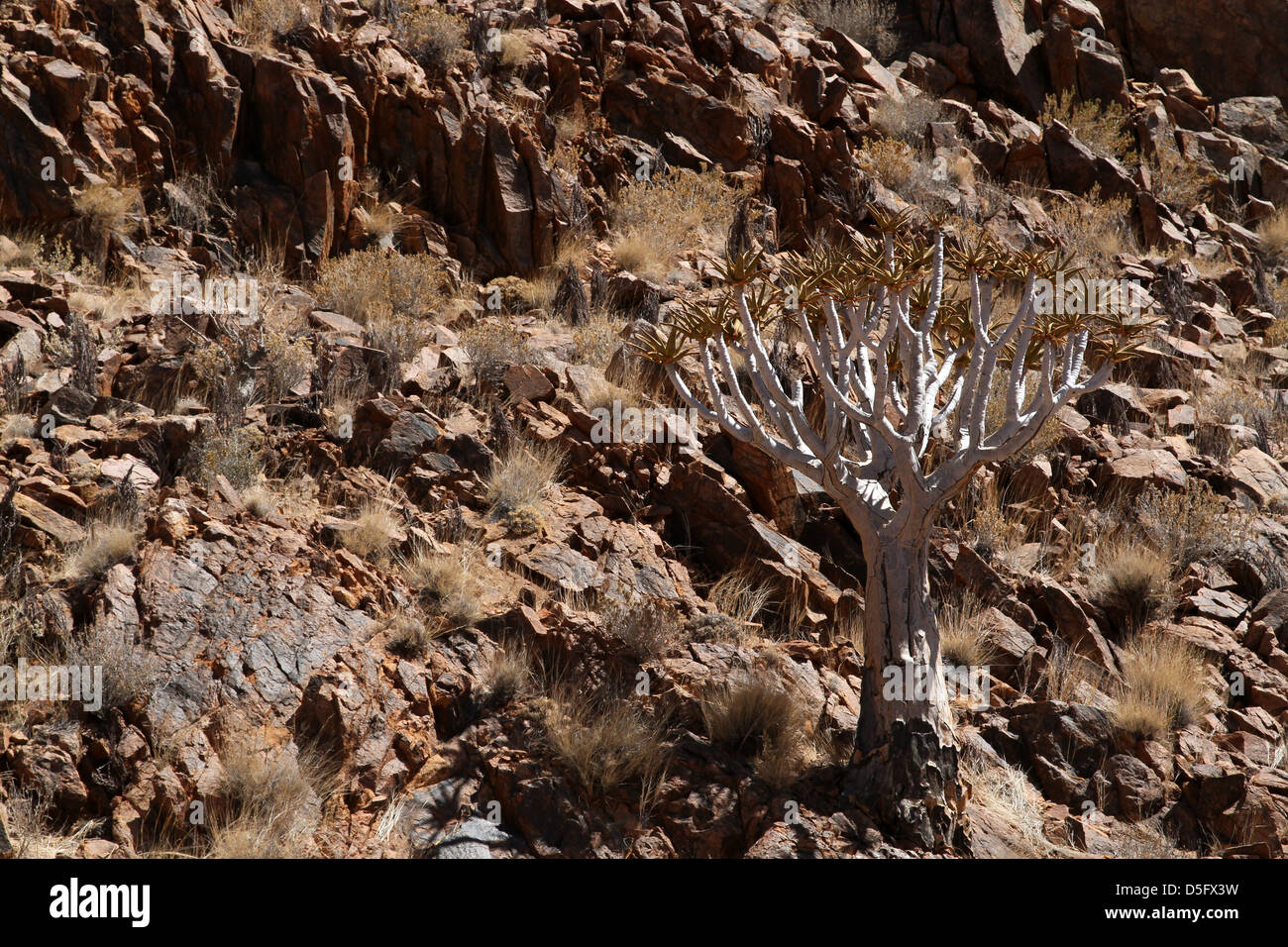 Ghost tree hi-res stock photography and images - Alamy