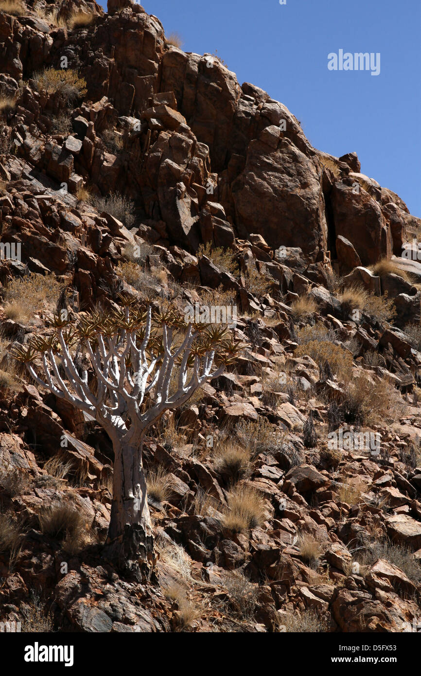 Ghost tree hi-res stock photography and images - Alamy