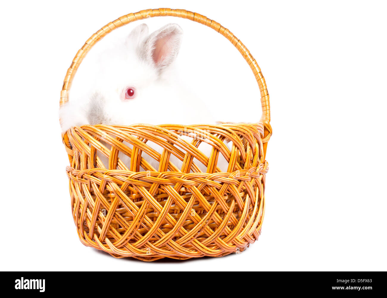 Adorable fluffy little white rabbit peering curiously over the top of ...