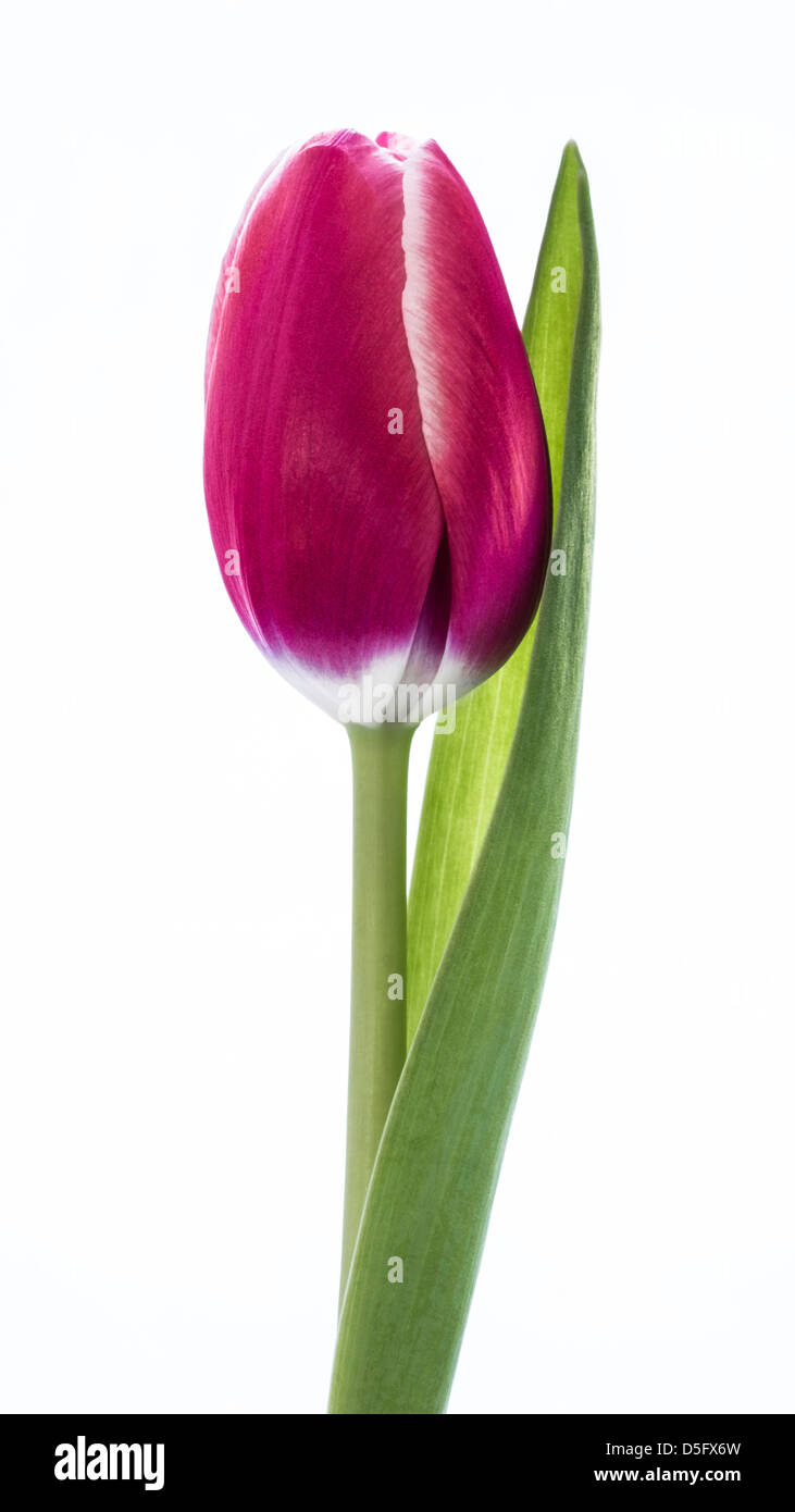 Single flower stem hi-res stock photography and images - Alamy