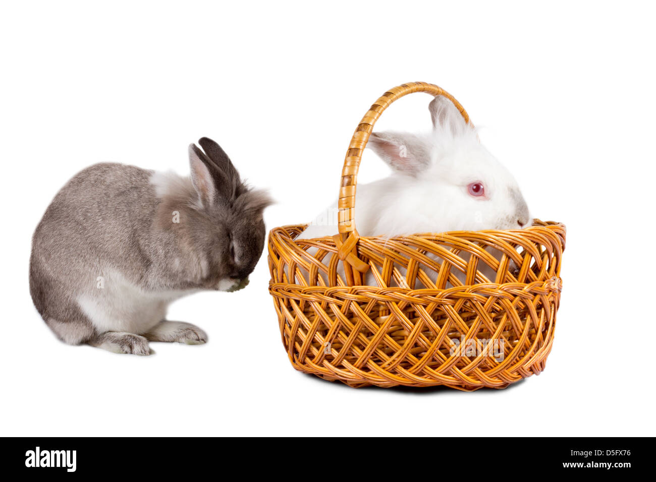 Two cute bunnies, one white one sitting peering out of a decorative ...