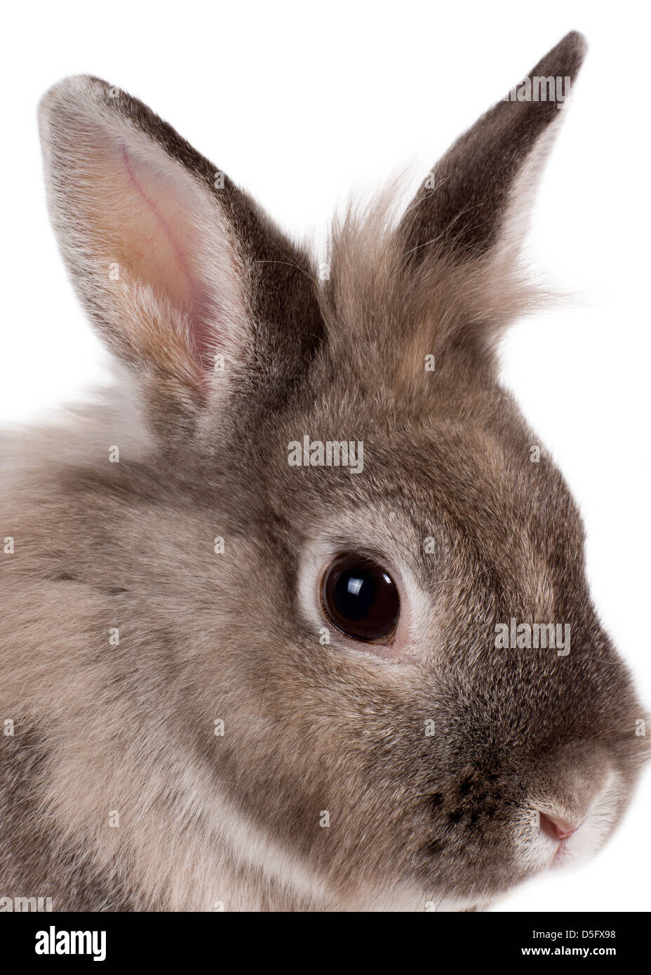 Rabbit Profile Face