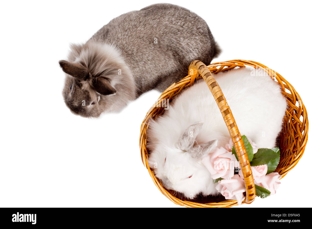 Overhead view of two beautiful little pet rabbits, a white one in a ...