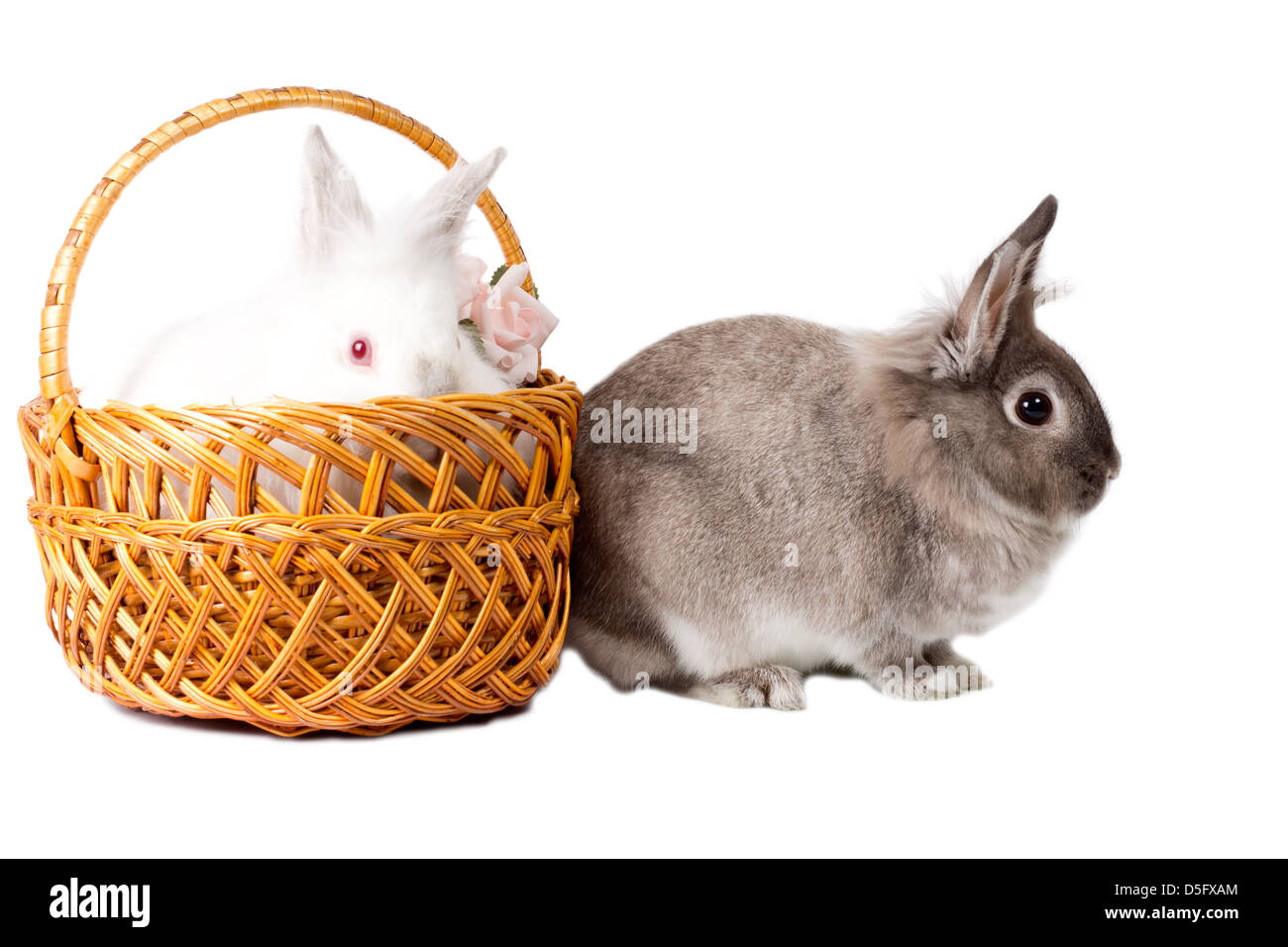 Two cute little pet bunny rabbits isolated on white, with a fluffy ...