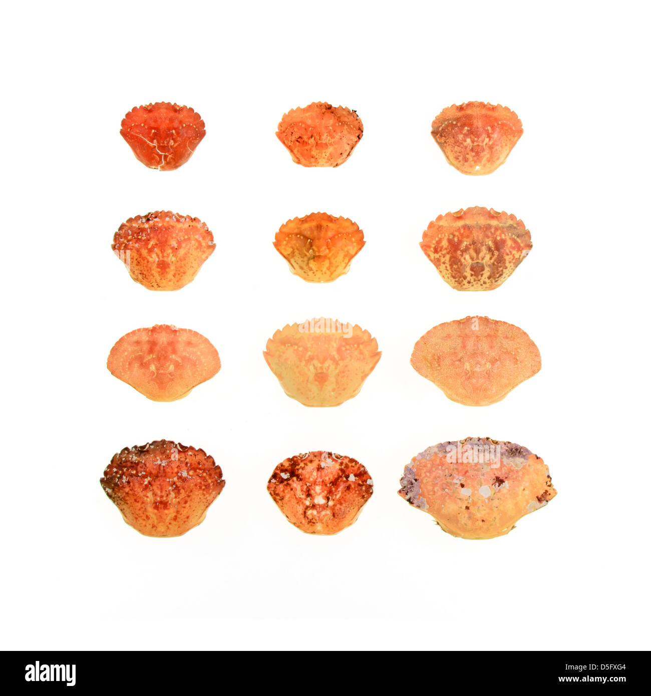 Twelve crab shells on a white background Stock Photo - Alamy