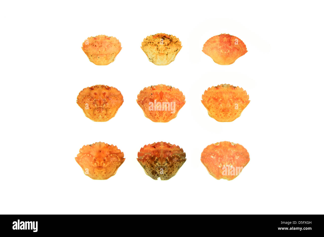 Nine crab shells on a white background Stock Photo - Alamy