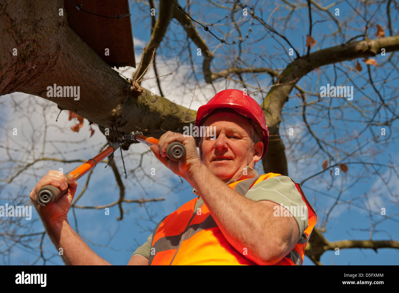 Low angle view of workman clipping old branches Stock Photo - Alamy