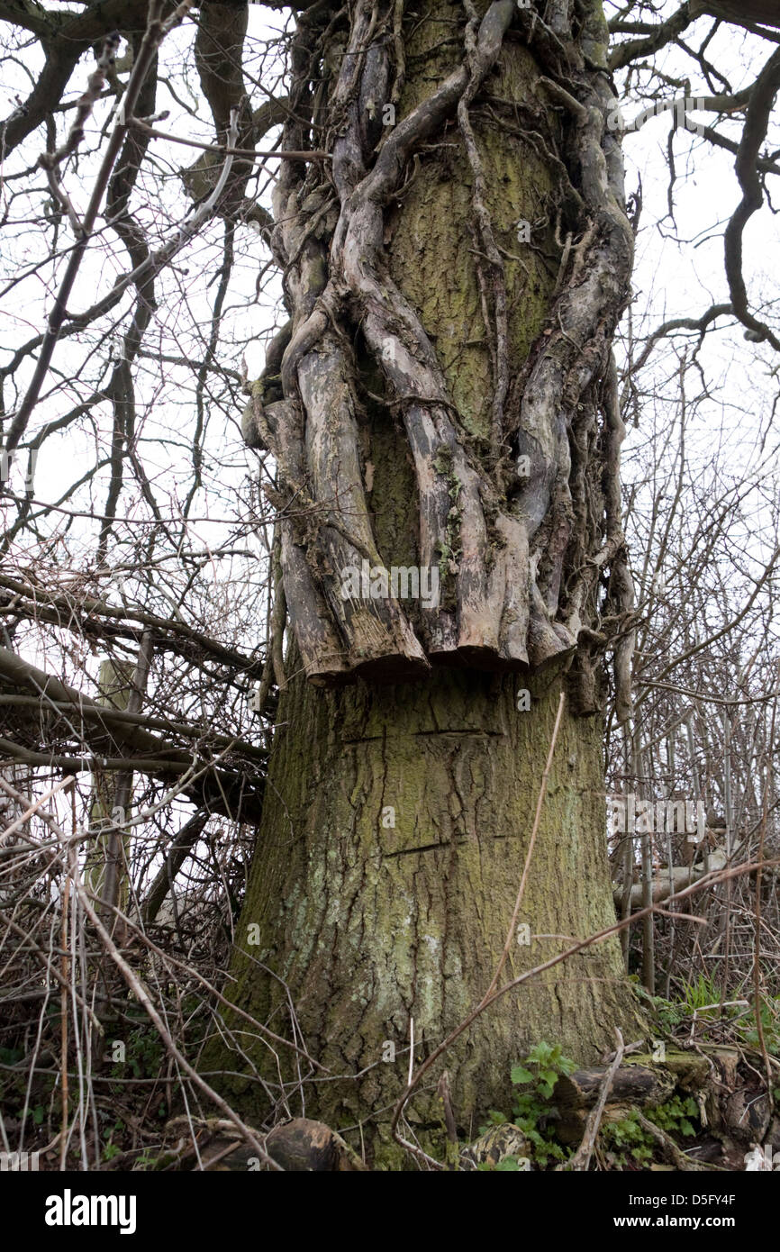 Vine Tree Branches High Resolution Stock Photography and Images - Alamy