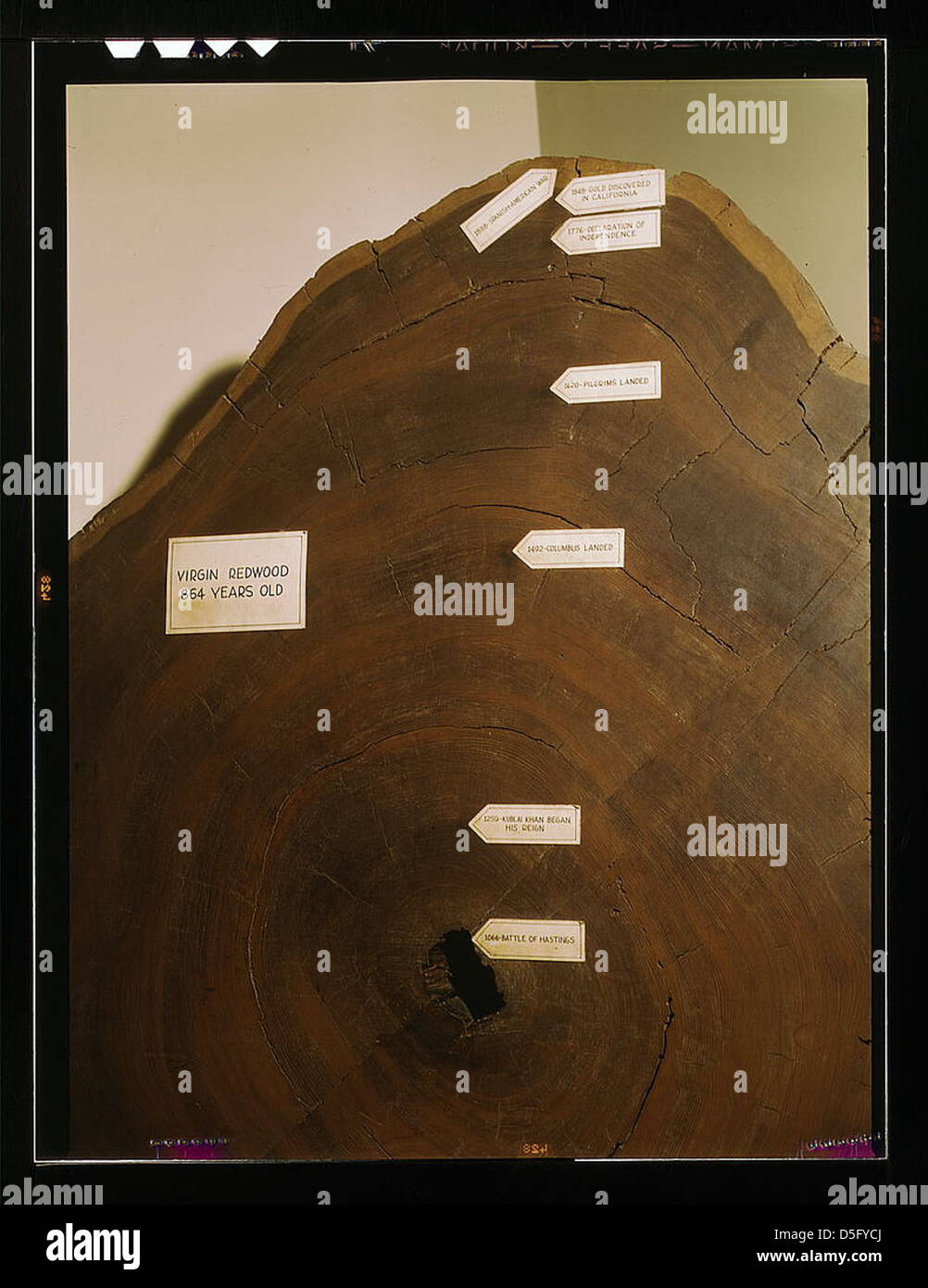 Redwood cross section hi-res stock photography and images - Alamy