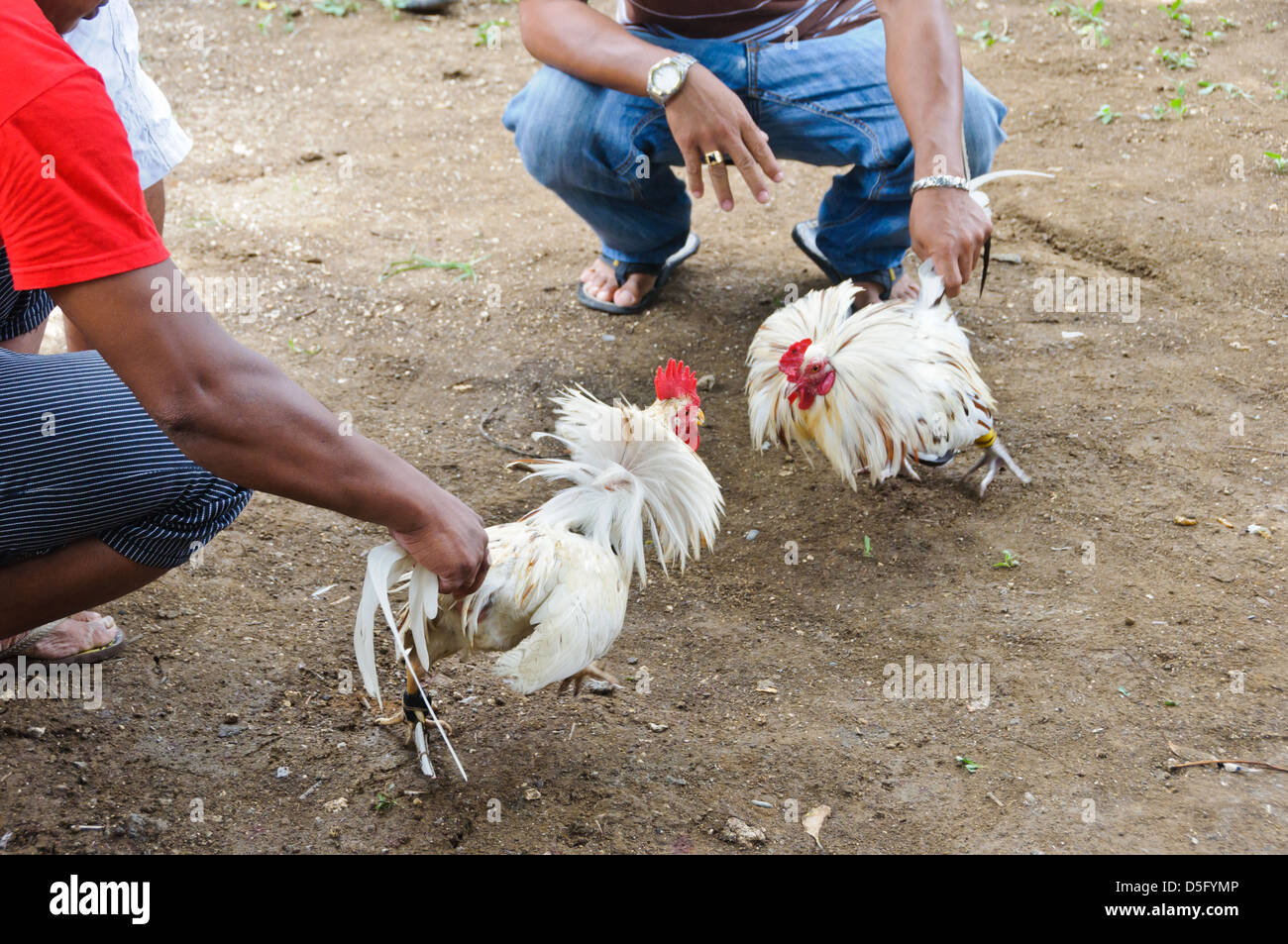 Cockfight – two fighting cocks in a cockpit ready to fight – Sinandigan ...