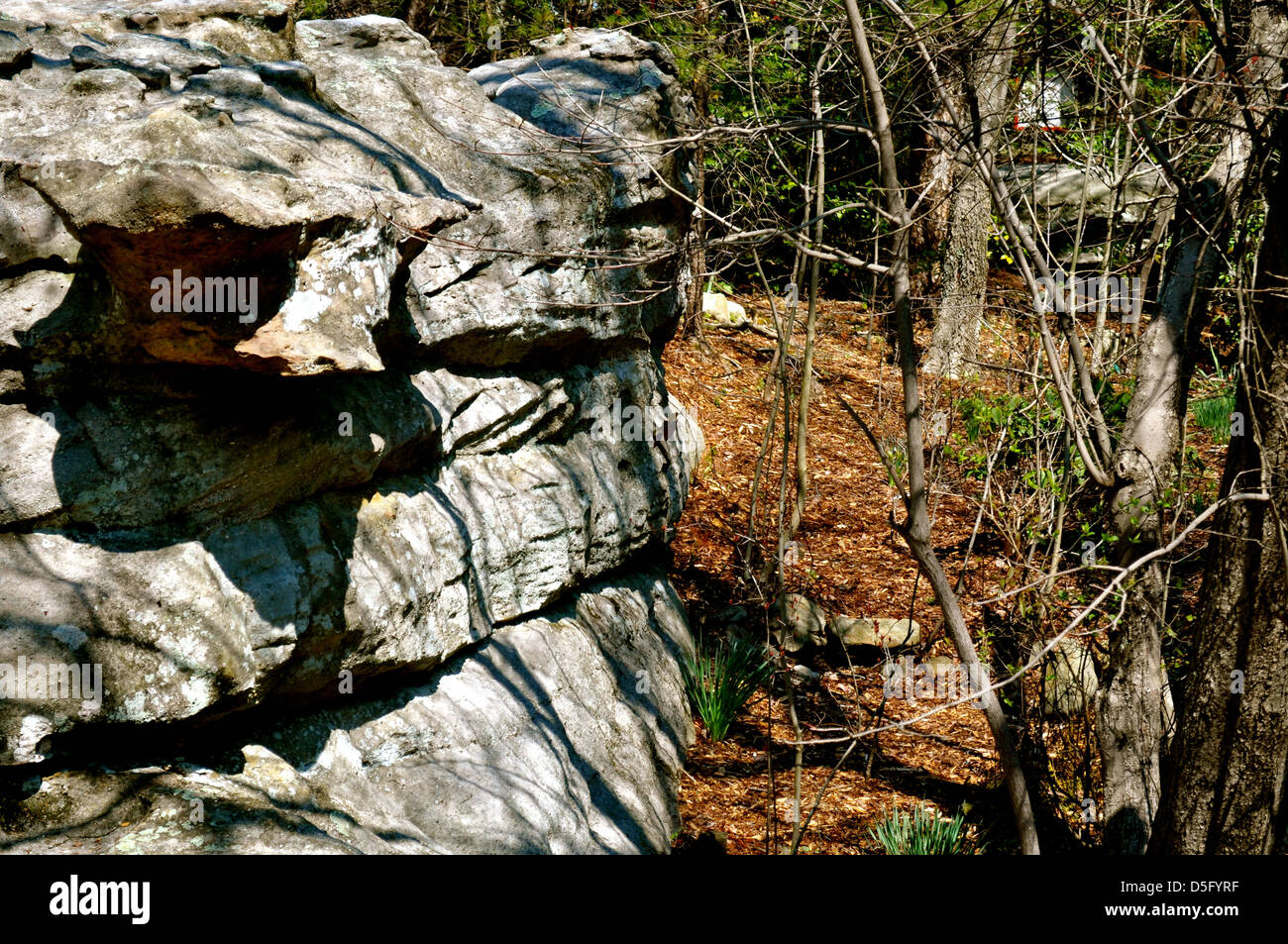 Boulder and Trees Stock Photo - Alamy