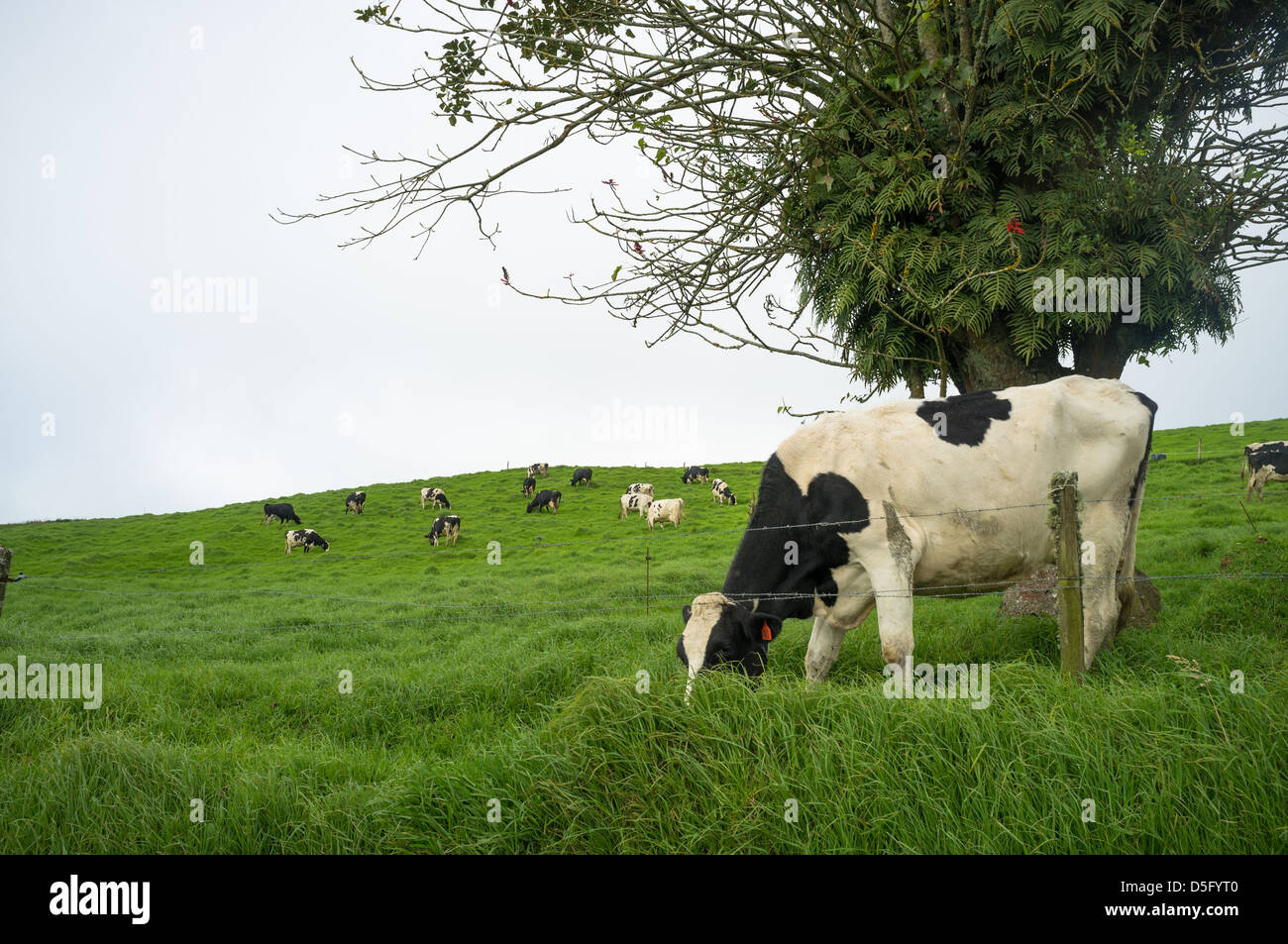 Grazing cows on a lush meadow in inland Costa Rica, Central America ...