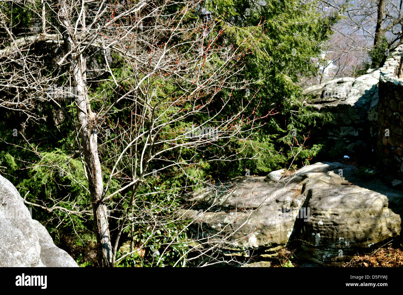 Trees and Rocks Stock Photo - Alamy