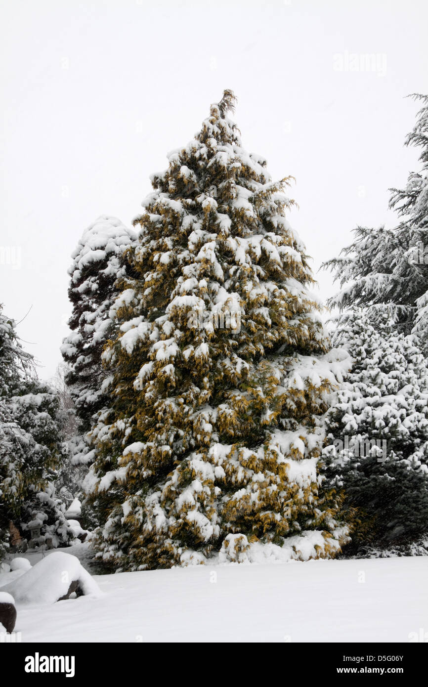 Pine Tree covered in Snow (Pinus Stock Photo - Alamy