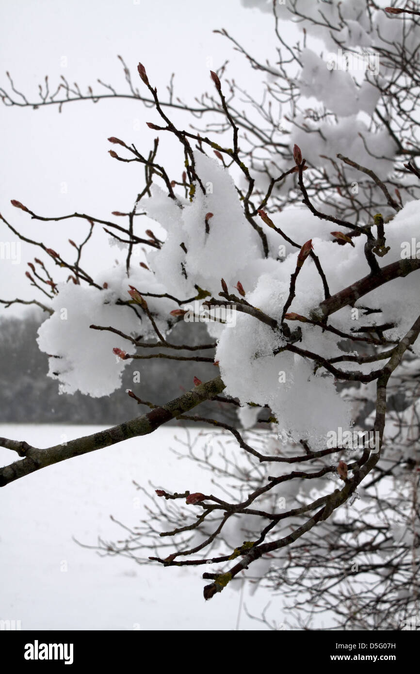 Snow hanging on Branches Stock Photo - Alamy