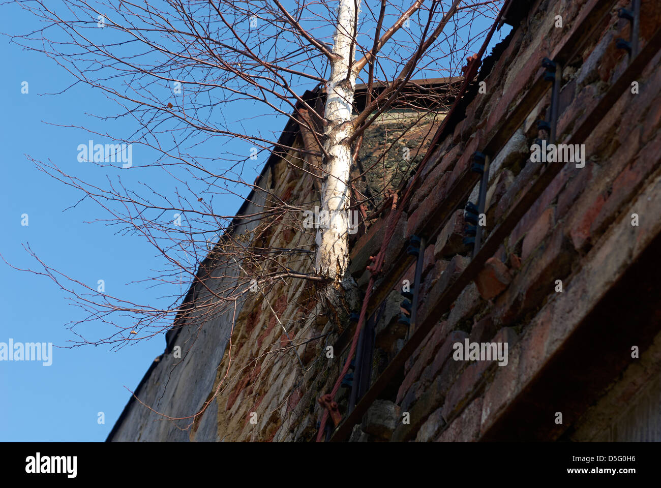 Birch growing from the masonry on the roof of an old factory - power of ...