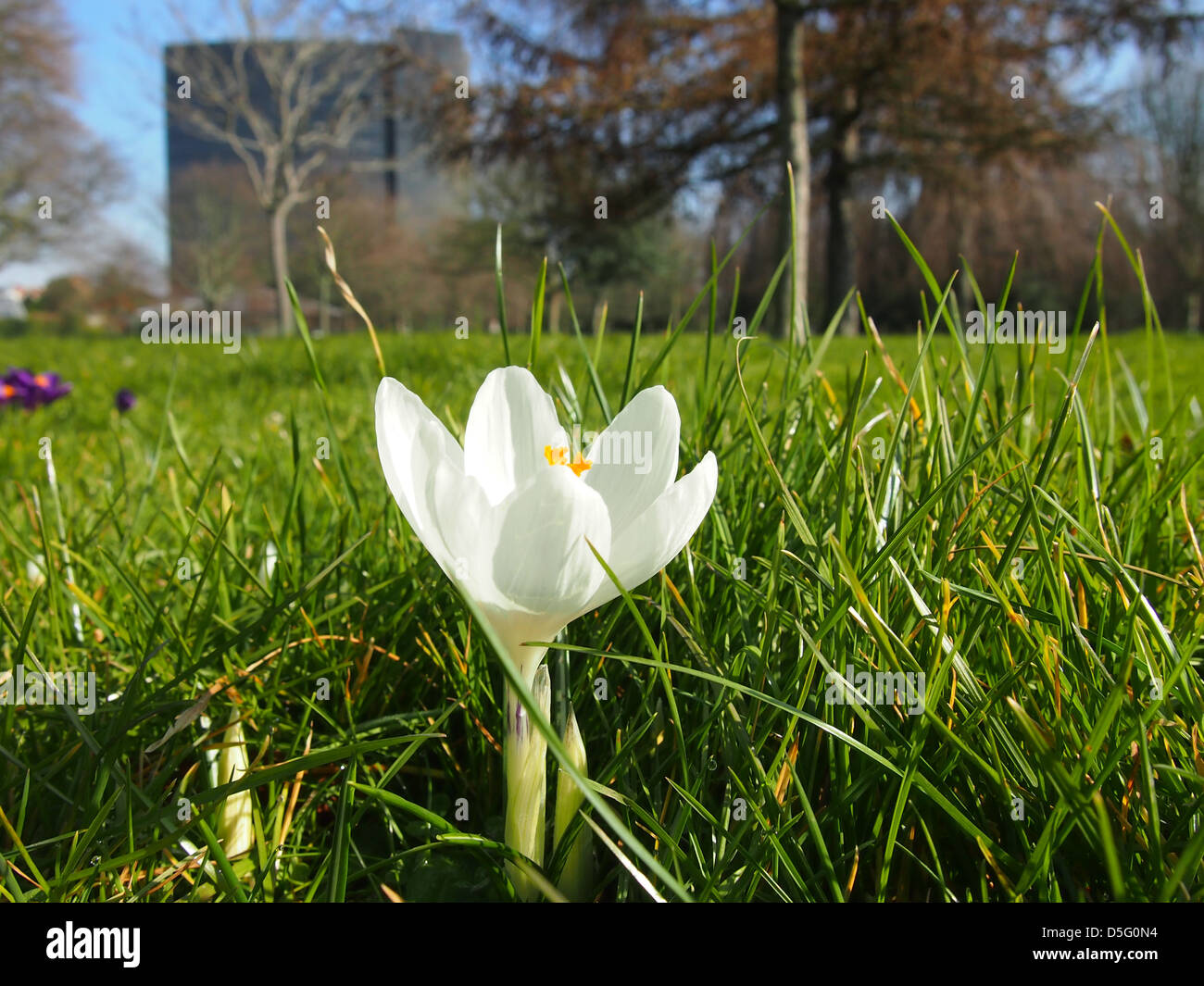 An early spring crocus flower amongst the grass in an urban park with a ...