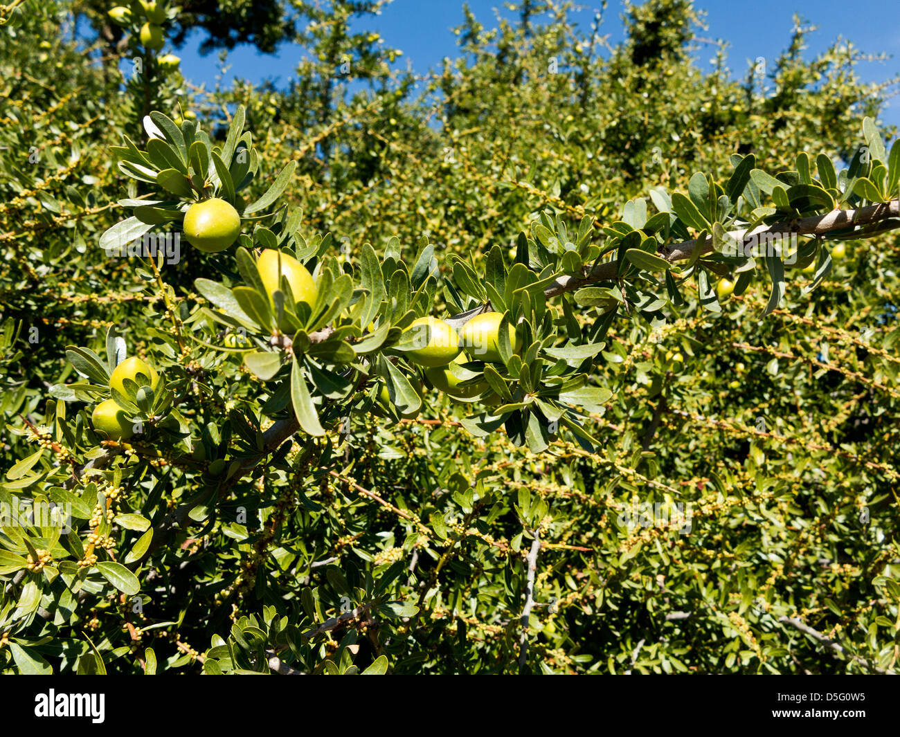 Close up of immature fruit on branches of Argan Tree in semi-desert ...