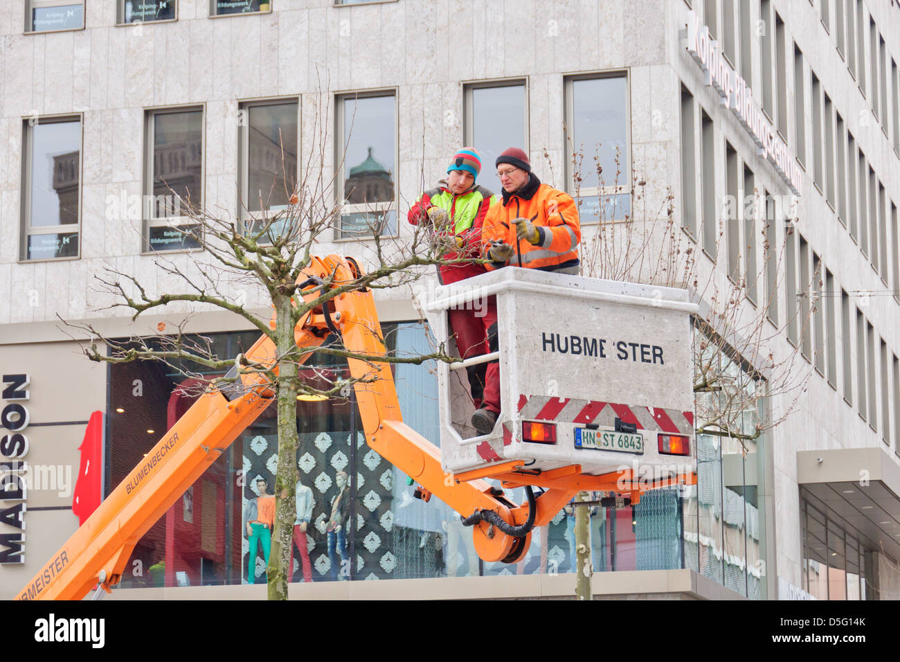 2 tree pruning worker gardener in a aerial platform trimming a tree in ...