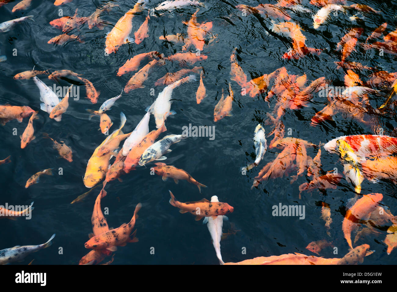 China swimming pool crowd hi-res stock photography and images - Alamy