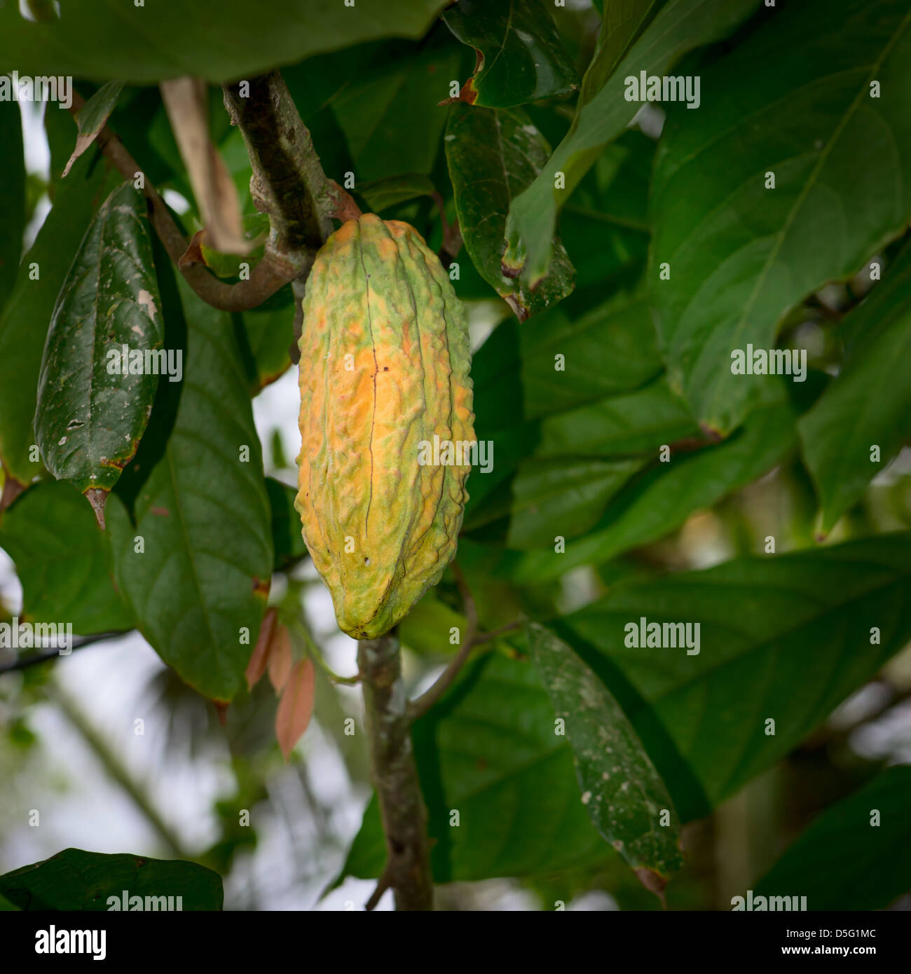 Cocoa tree (chocolate tree) with yellow pod, Bali island, Indonesia ...