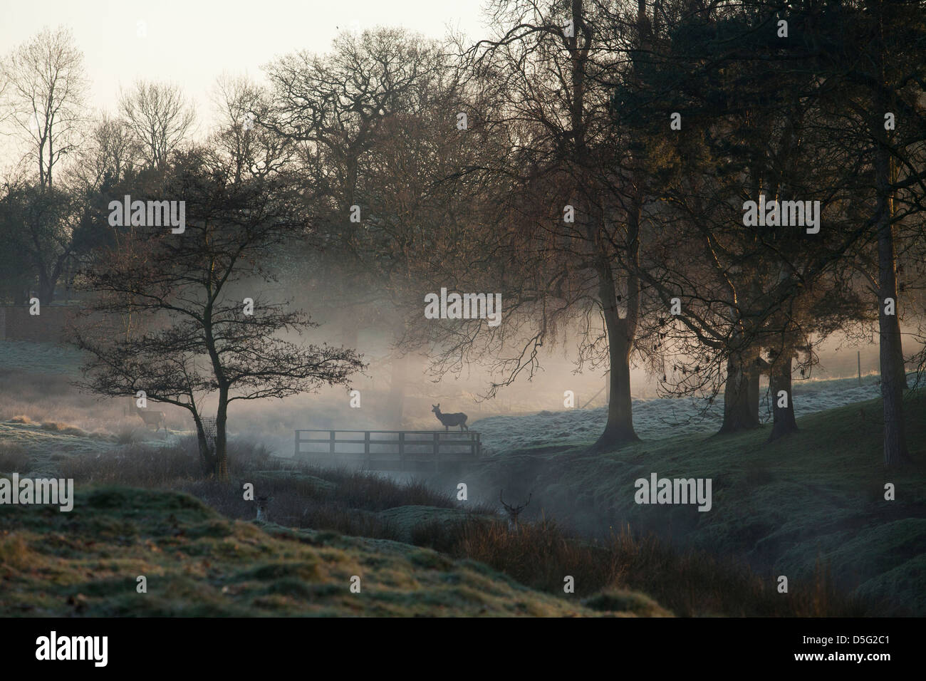 Deer in the early morning light Stock Photo - Alamy