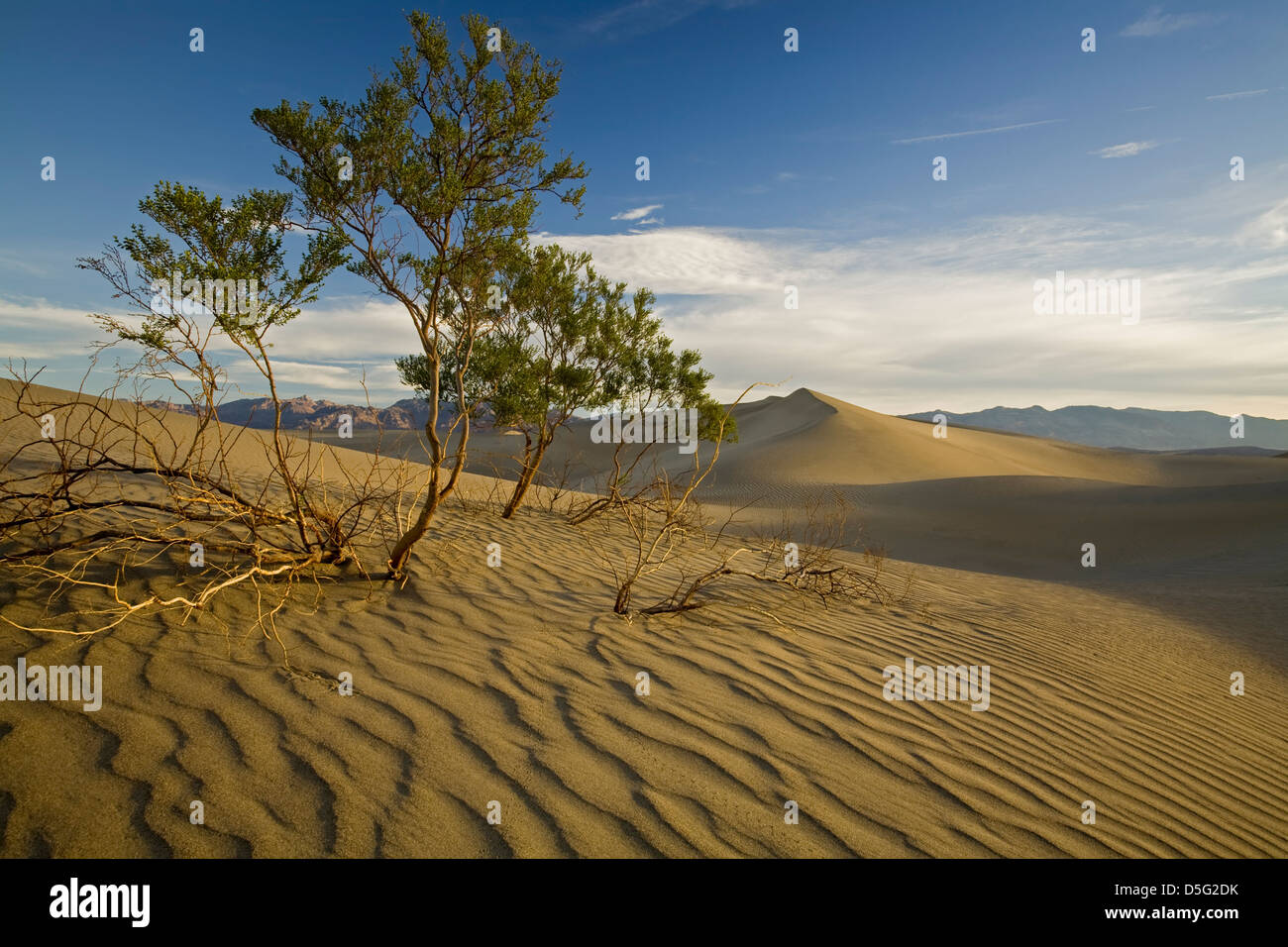 Trees in sand dunes hi-res stock photography and images - Alamy