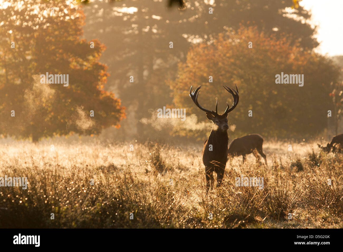 A red deer stag at dawn during the rut Stock Photo - Alamy