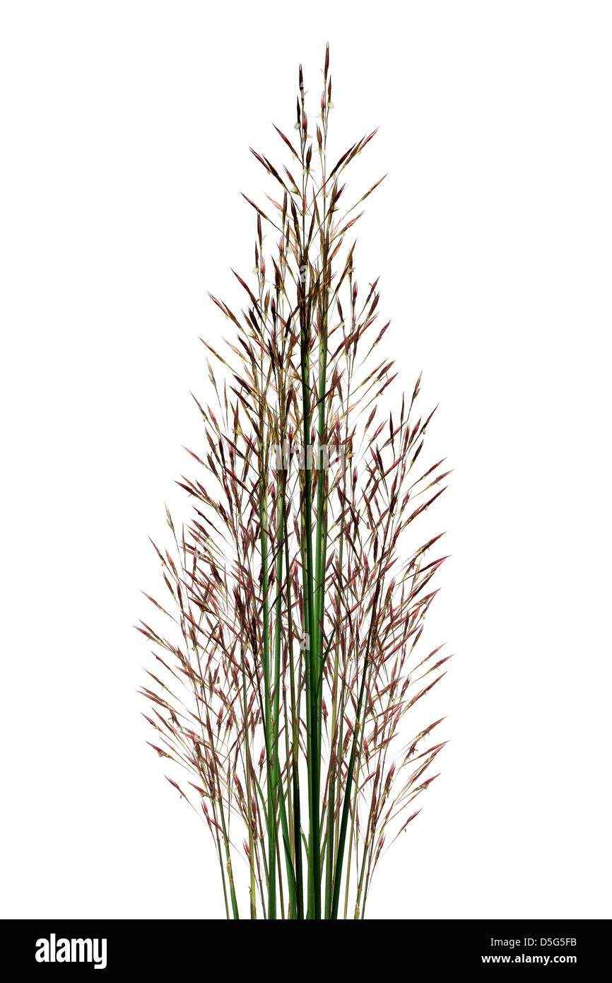 Bunch of Tropical Grass Stalks on White Background Stock Photo - Alamy