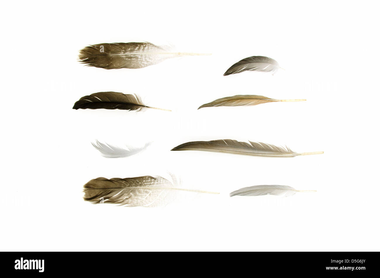 Eight seabird feathers on a white background Stock Photo - Alamy