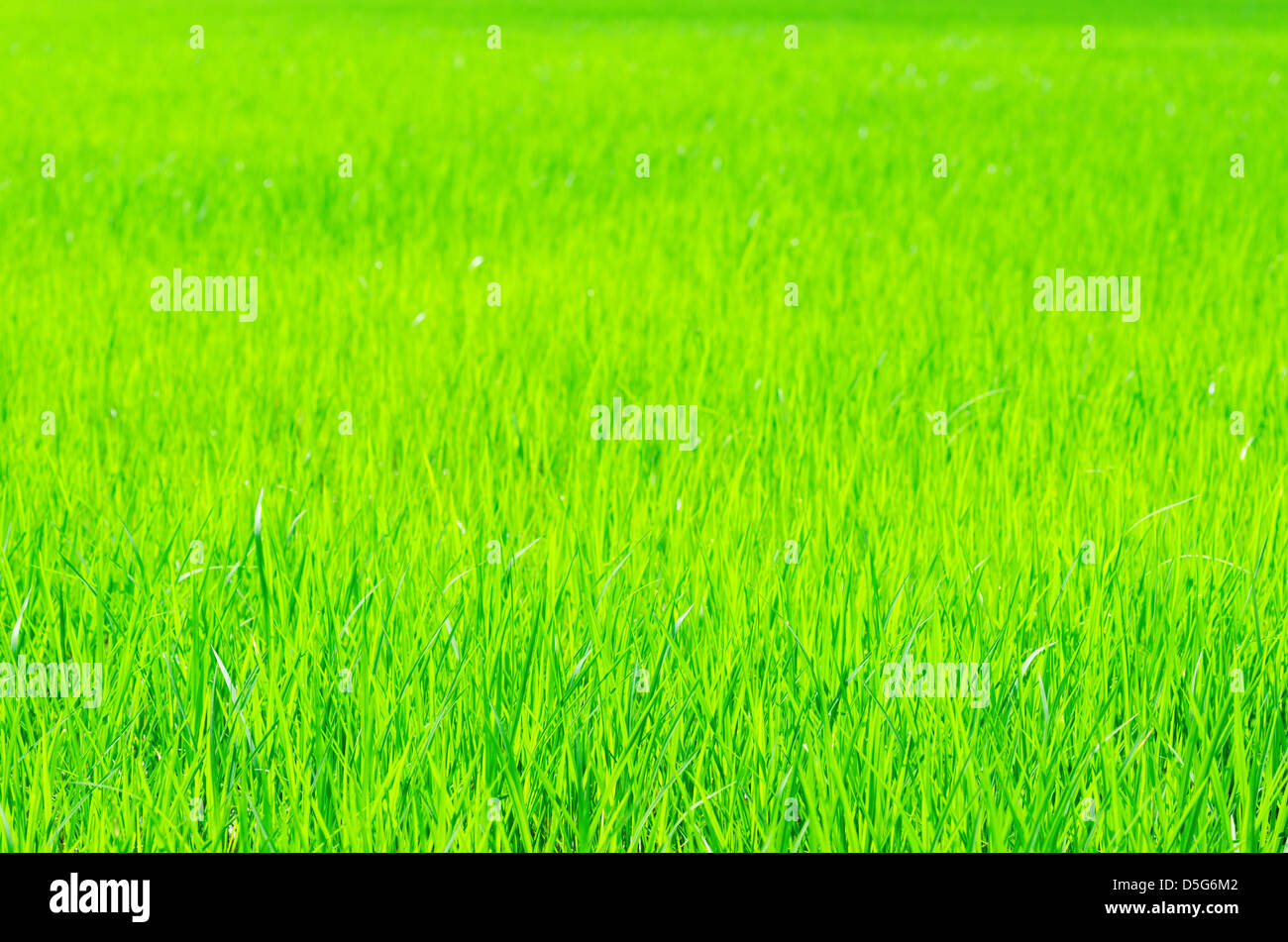 Nature green grass rice stem field background Stock Photo - Alamy
