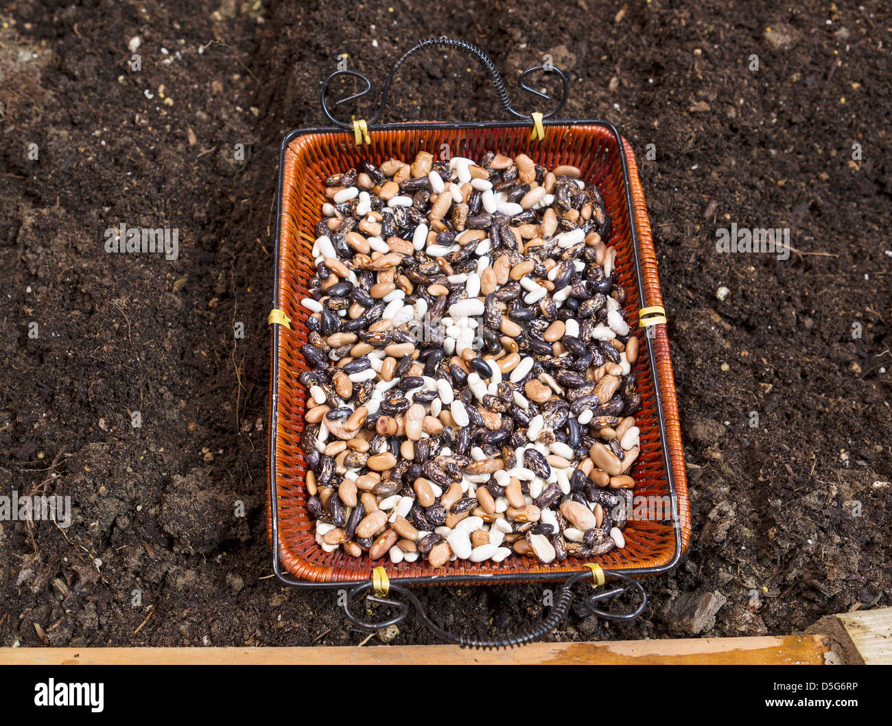 Horizontal photo of green bean seeds in basket, waiting to be planted ...