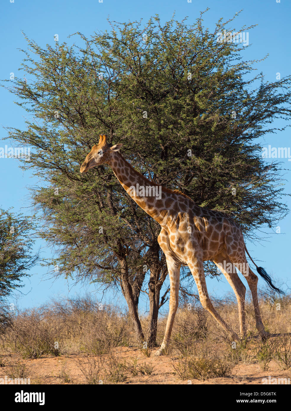 Giraffe running hi-res stock photography and images - Alamy