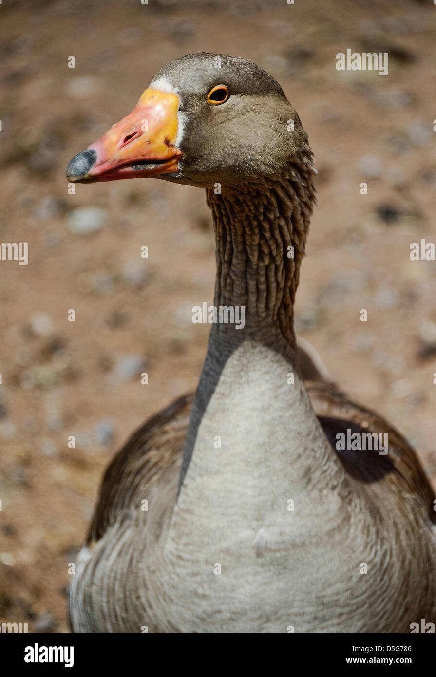 Goose head portrait hi-res stock photography and images - Alamy
