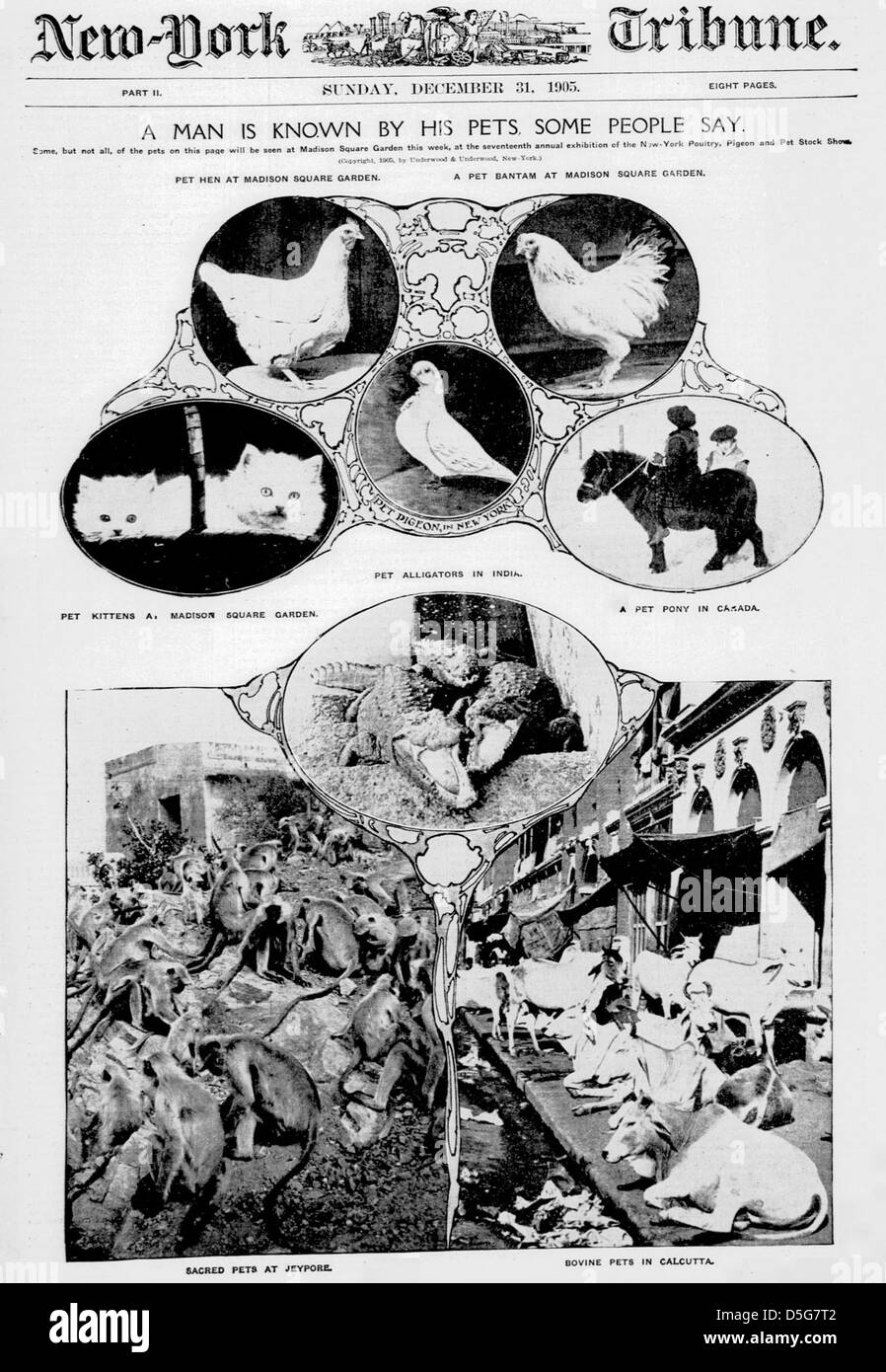 This phrase highlights the bond between humans and their pets ...