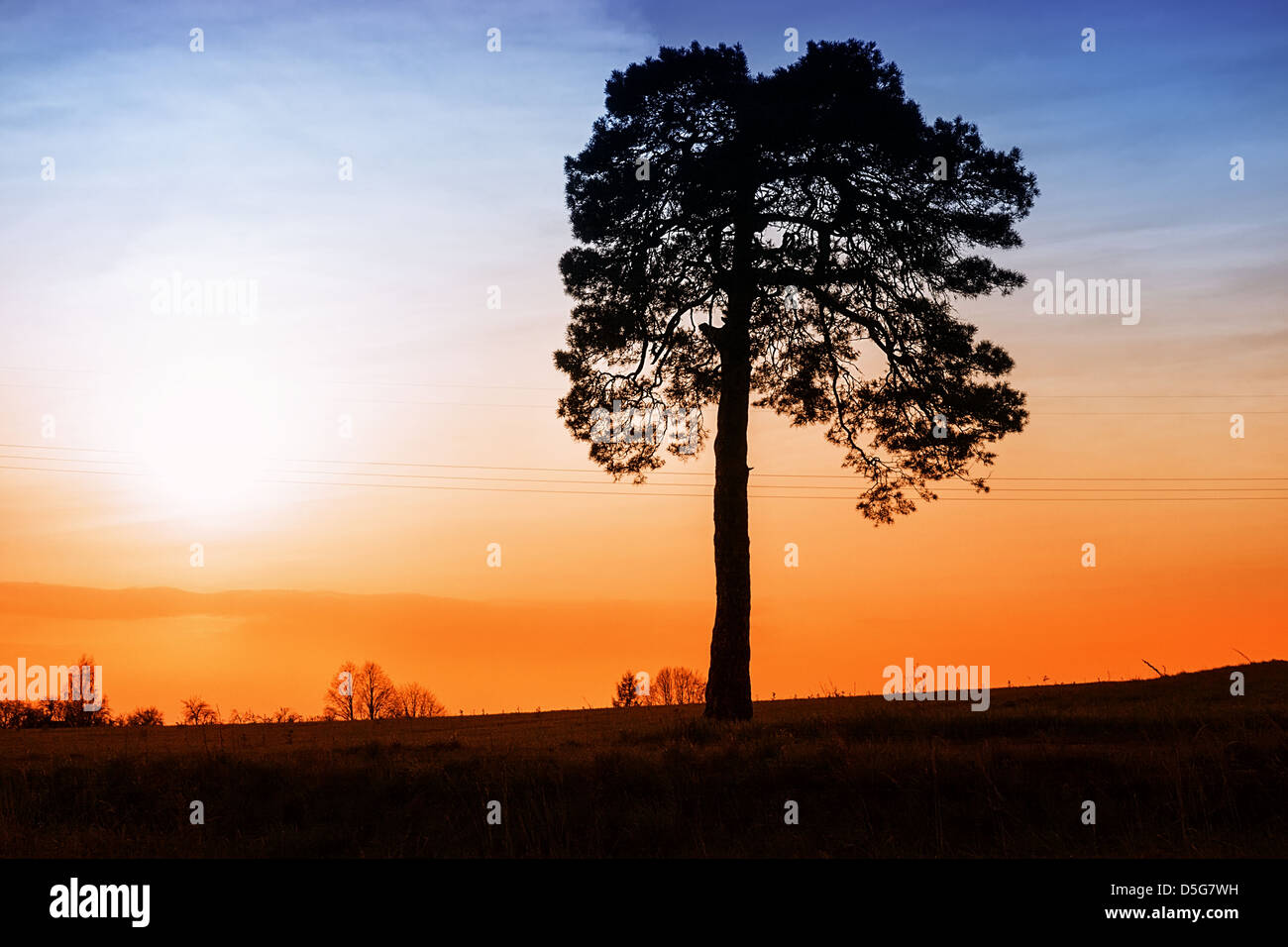 Alone tree on sunset Stock Photo - Alamy