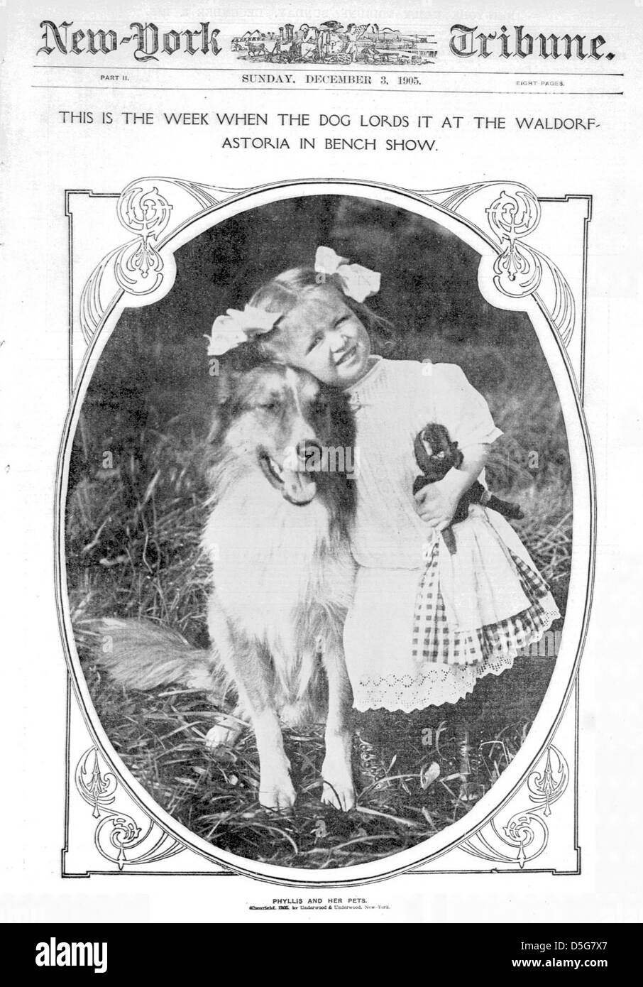 This is the week when the dog lords it at the Waldorf-Astoria in bench ...